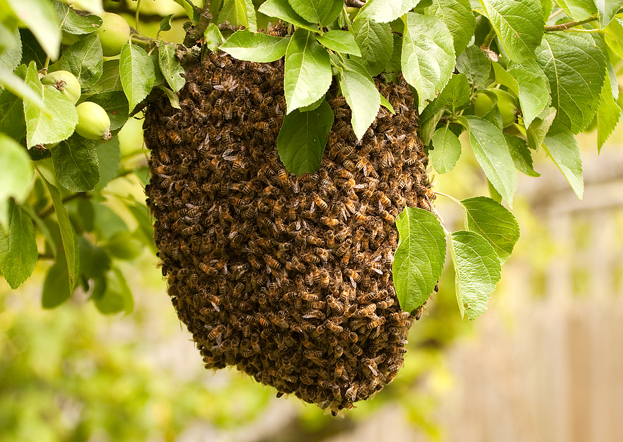 4 Ways For The Beginner Beekeeper To Get Honey Bees